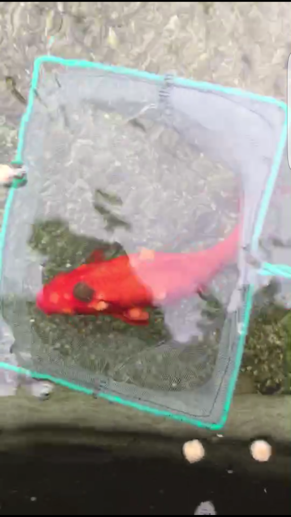 Carp Pox - Mr. Ranchu - Goldfish Care