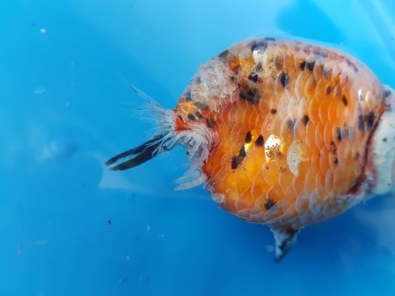 Fin Rot - Mr. Ranchu - Goldfish Care