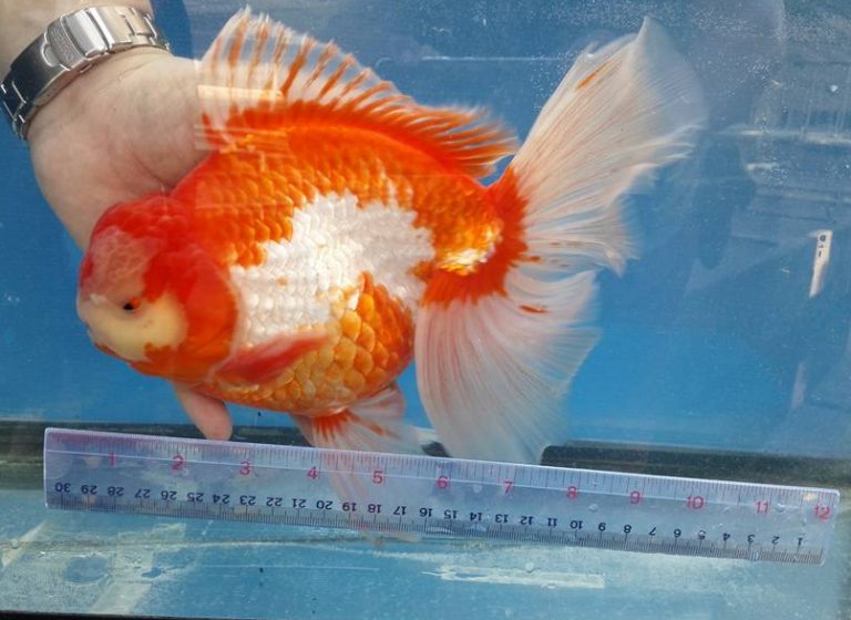 All About Goldfish Archives - Mr. Ranchu - Goldfish Care