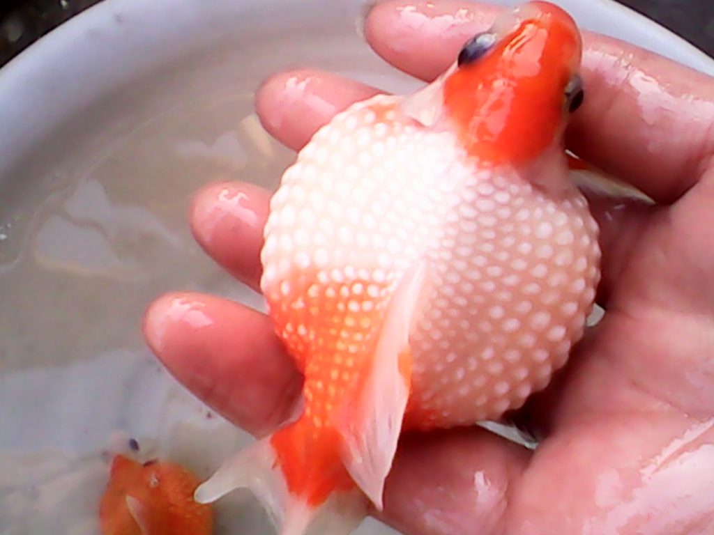 All About Goldfish Archives - Mr. Ranchu - Goldfish Care