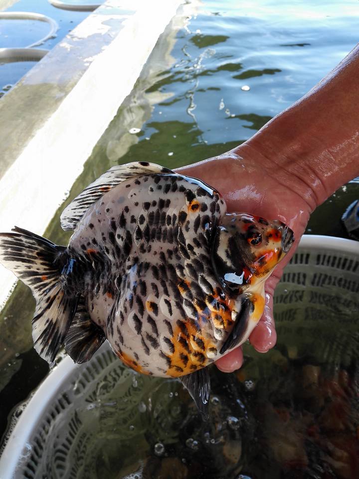 All About Goldfish Archives - Mr. Ranchu - Goldfish Care