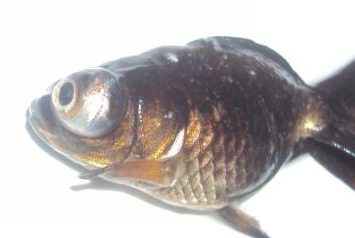 Pop Eye - Mr. Ranchu - Goldfish Care